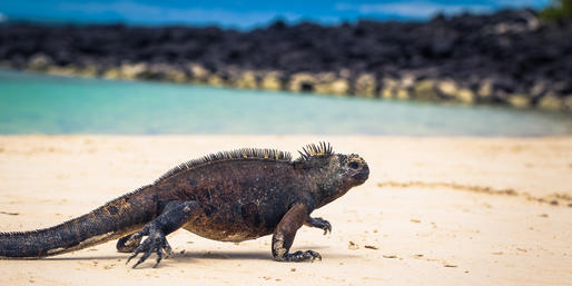 What Are These Island Critters?