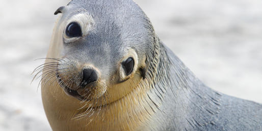 Can You Name This Smooth Animal?