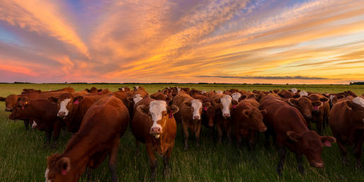 How Much Do You Know About Cattle?