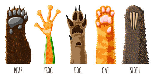Can You Name Wild Animals By Their Feet?