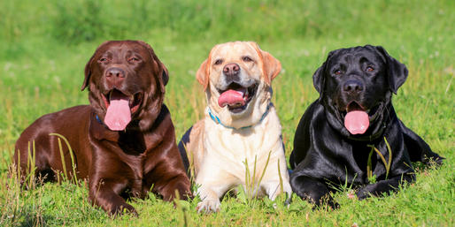 Quiz: Do You Know These Global Medium-Sized Animals?