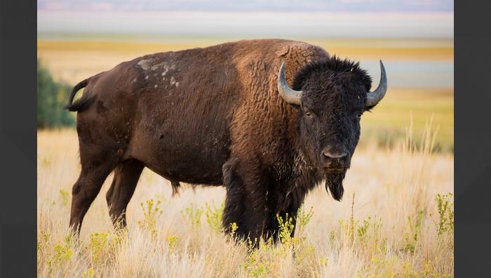 Quiz: Can You Name These Western U.S. Animals?