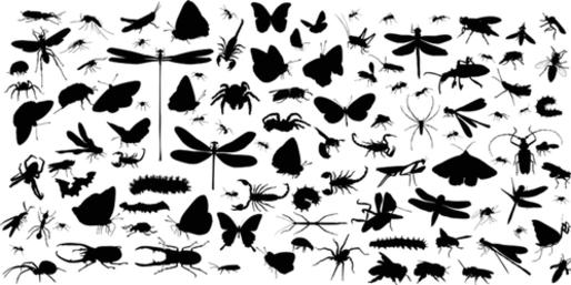 Quiz: Can You Name This Insect By Its Silhouette? Quiz: Can You Name This Insect By Its Silhouette?