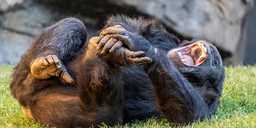 Can You Name The Laughing Animals?