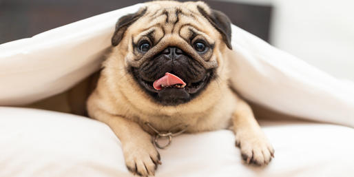 Can You Name This Dog Breed That Starts With The Letter "P"?