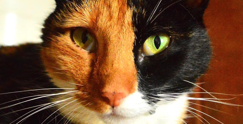 These 39 Cats Have Insanely Cool Fur Patterns! WHOA! - Pawsome