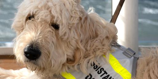 Can You Name These Animal Helpers?