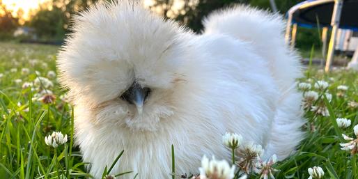 QUIZ: Feathers... Or Fur?