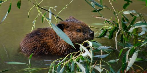 Do You Know Freshwater Critters?