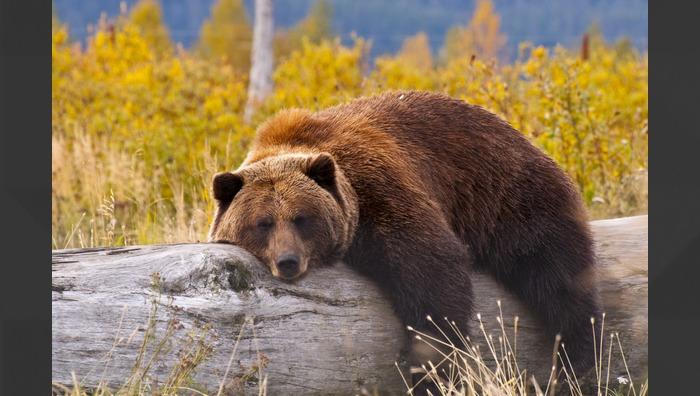 Quiz: Can You Name These Western U.S. Animals?