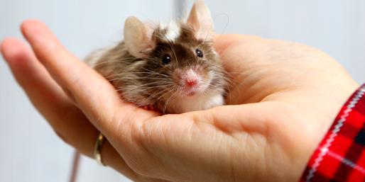 What Are The Names Of These Small Animals?