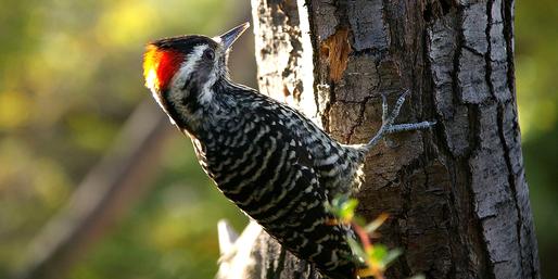 Can You Name These Birds Of The Southern U.S.?