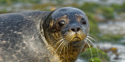 Quiz: Do You Know These Animals From The State Of Rhode Island?