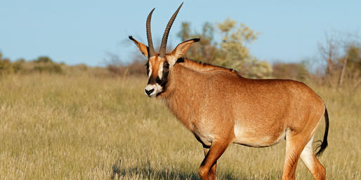 Can You Name These Sub-Saharan Animals?