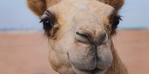 What's This Middle Eastern Animal?
