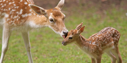 Can You Guess The Animal Mom With Her Baby?