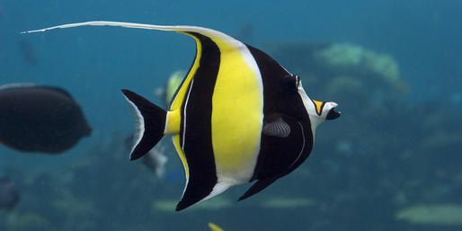 Do You Know These Fish?