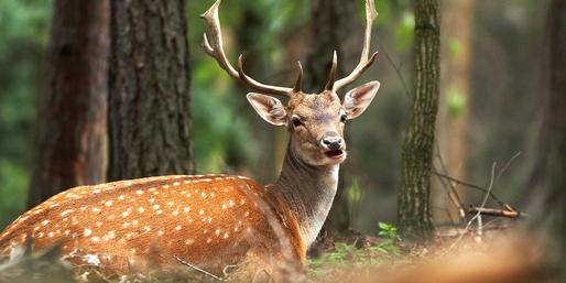 Do You Know These Natural Things?