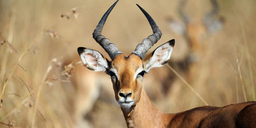 Can You Tell If This Animal Is A Predator -- Or Prey?