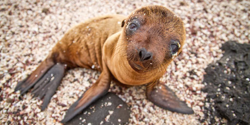 Can You Name These Island Animals?