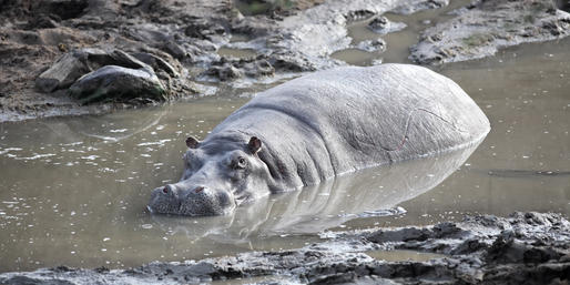 What Are These Messy Animals?