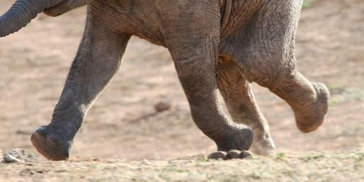 Can You Identify A Mammal By Its Legs?