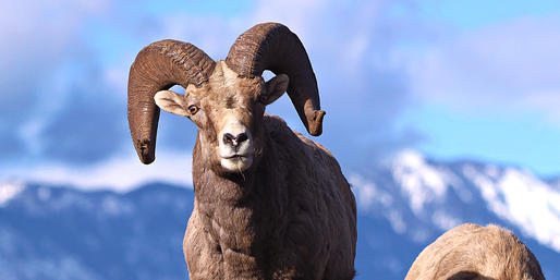 Can You Identify These Animals Of The Rockies?