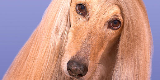 Quiz: Can You Name These Long-Haired Animals?