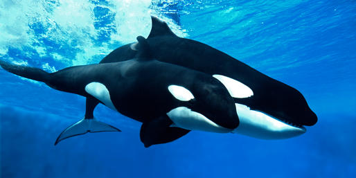 What Are These Smooth Animals?