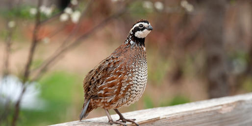 Quiz: How Well Do You Know Missouri Animals?