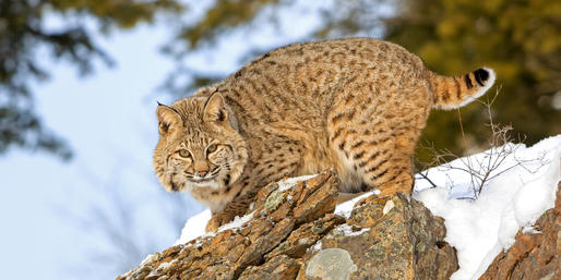 Quiz: Do You Know Midwest Animals?