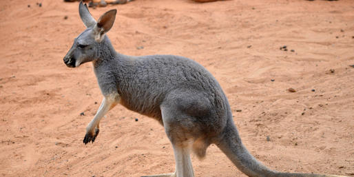 Can You Name These Animals From The Lands Down Under?