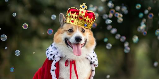 Can You Identify These Dog Breeds Of Royalty?