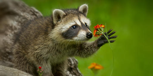 Can You Name These Rhode Island Animals?