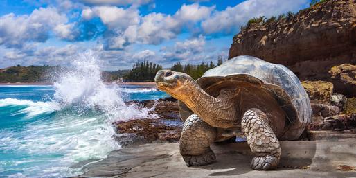 What Are These Animals Found On Islands?