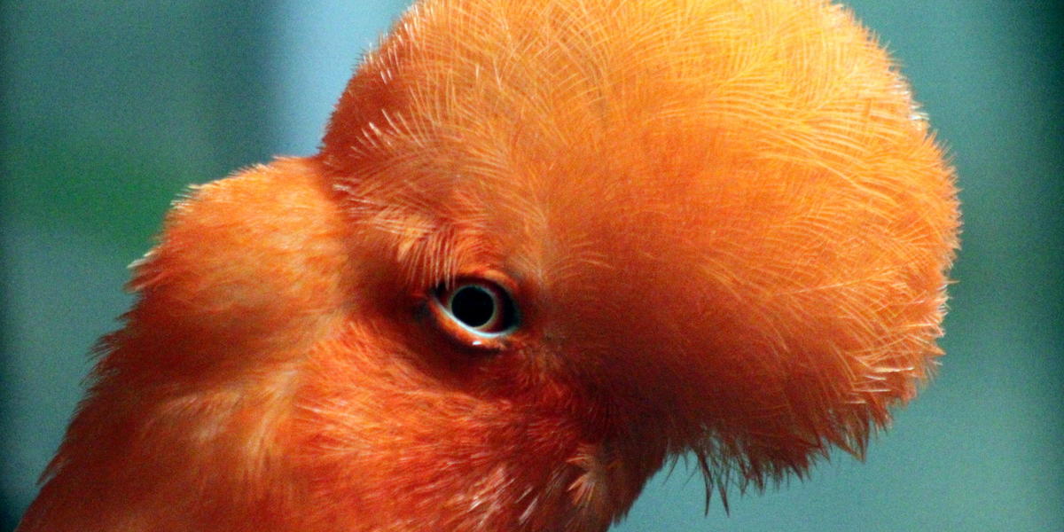 Quiz: Can You Identify These Orange Animals?