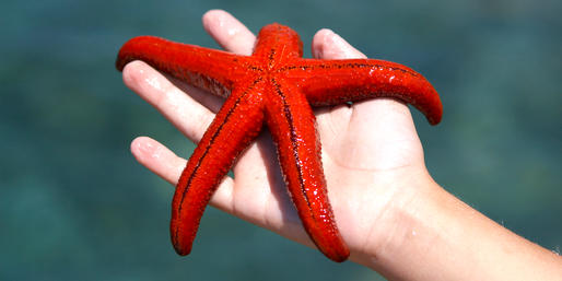 Can These Animals Regrow Limbs?