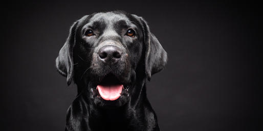 Can You Name These Black Animals?