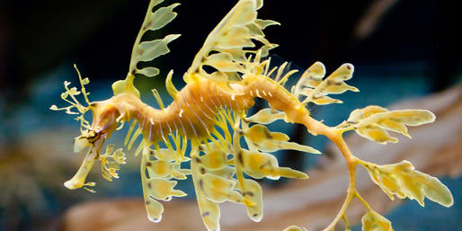 Quiz: Can You Guess These Animal Mimics?