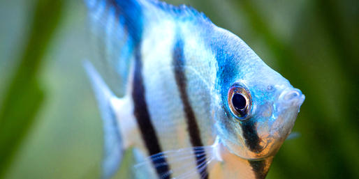 Can You Identify These Aquarium Fish?