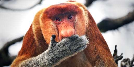 Is This Animal A Primate?