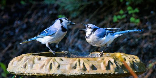 Can You Name These Backyard Animals?