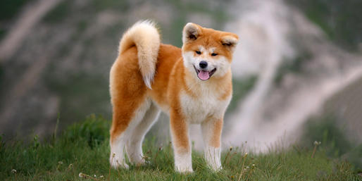 What Are These 5-Letter Mammals Found Around The World?