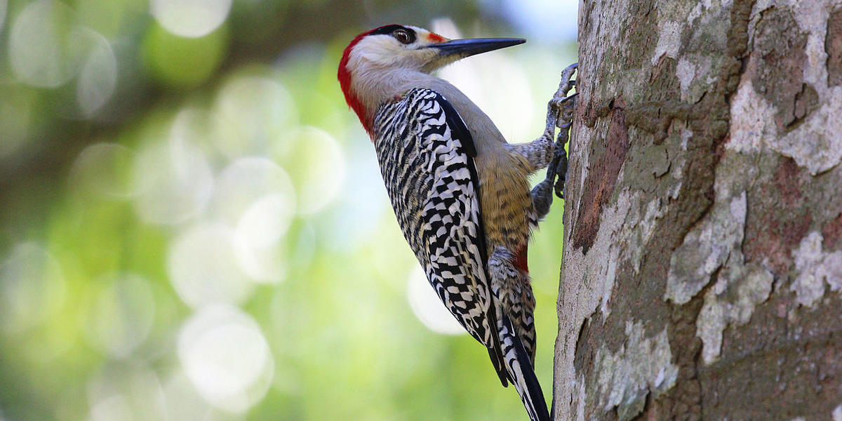Do You Know These Midwestern Birds?