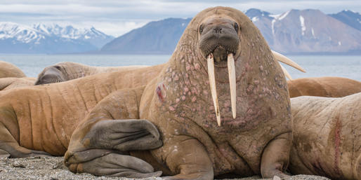 Finish The Names Of These 1,000-Pound Animals