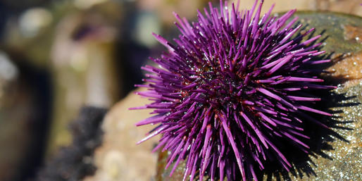 Identify North American Coastal Critters!