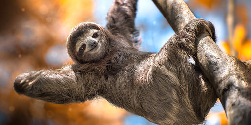 What Are These Costa Rican Things?