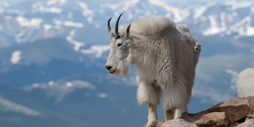 Quiz: Do You Know Idaho Animals?