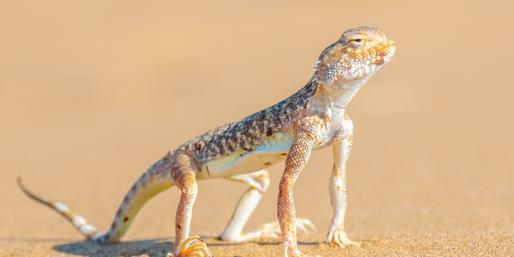 Quiz: Where Do These Animals Live -- The Desert Or The Mountains?