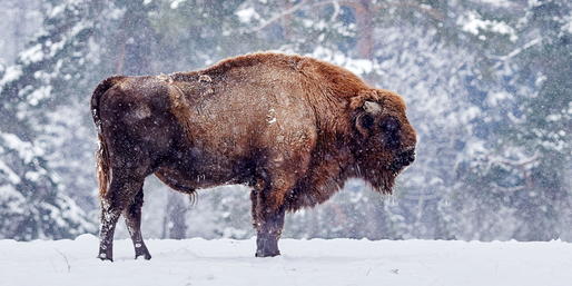 Name This Kansas Animal